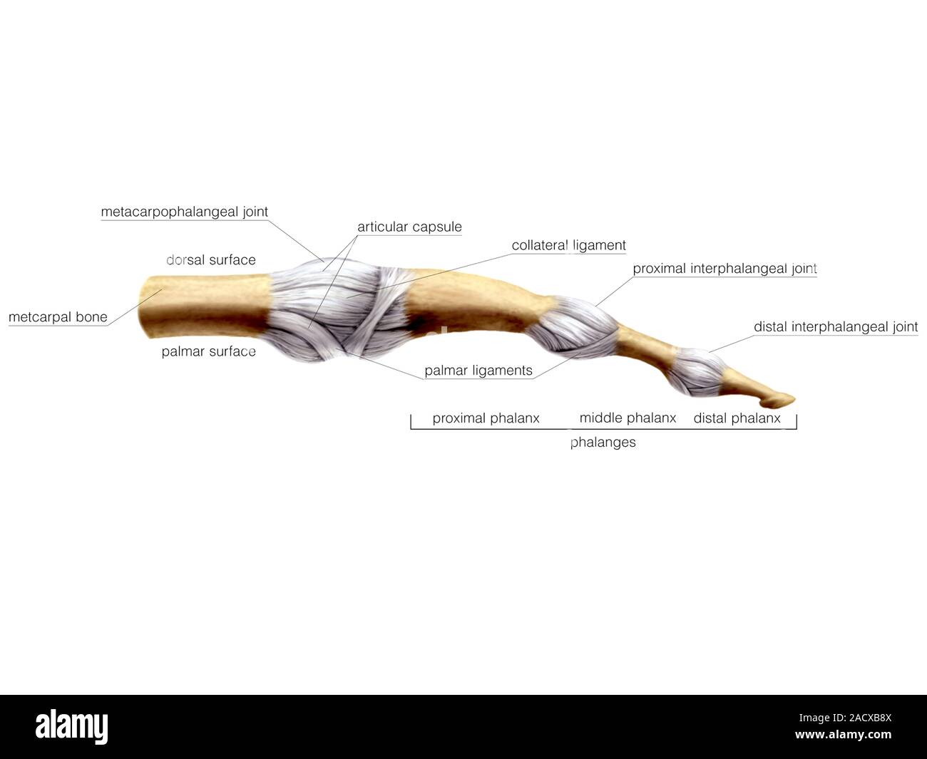 Illustration of the three-phalangeal finger. This lateral view labelled ...