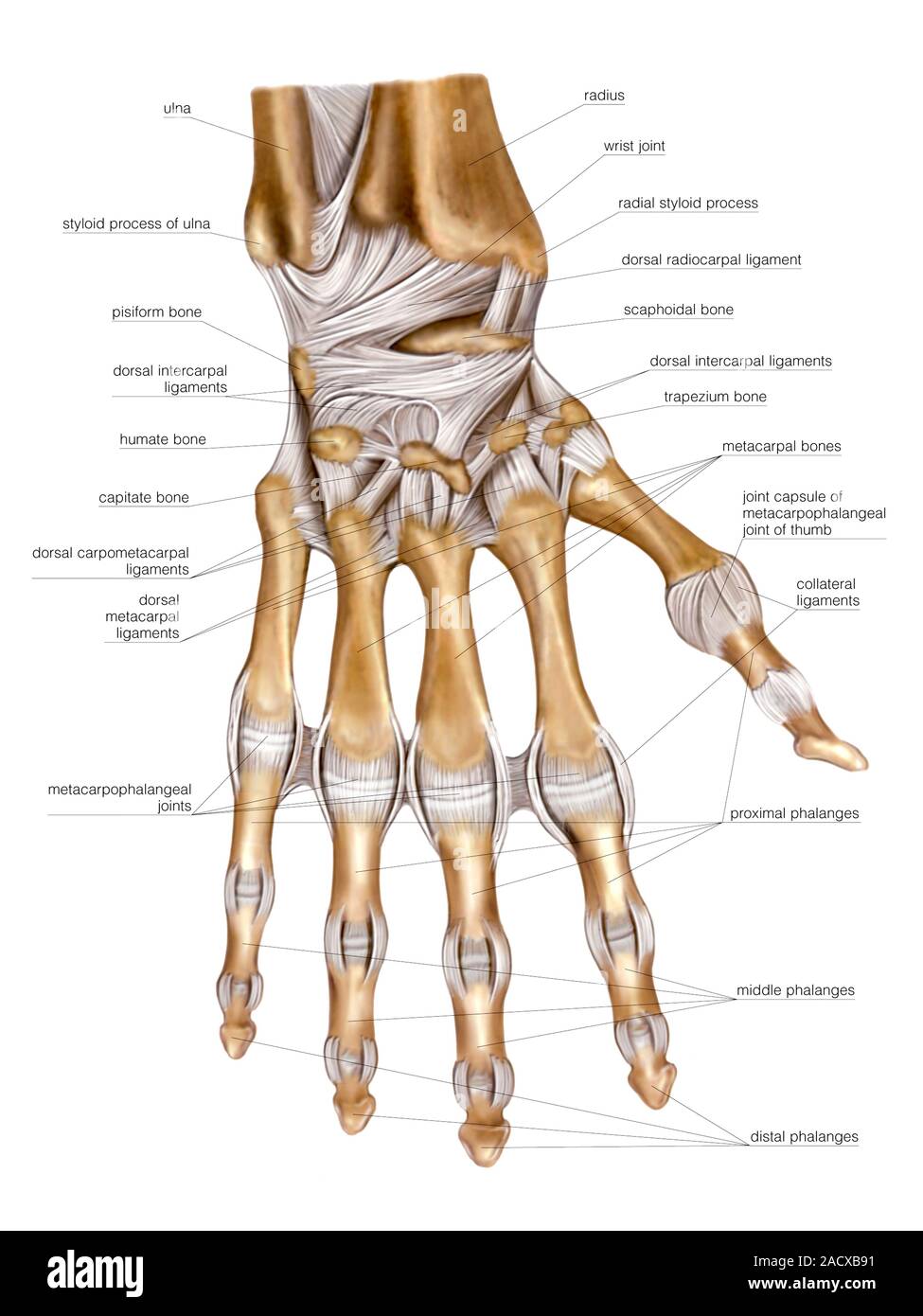 Illustration of the hand joints. This dorsal view labelled illustration ...