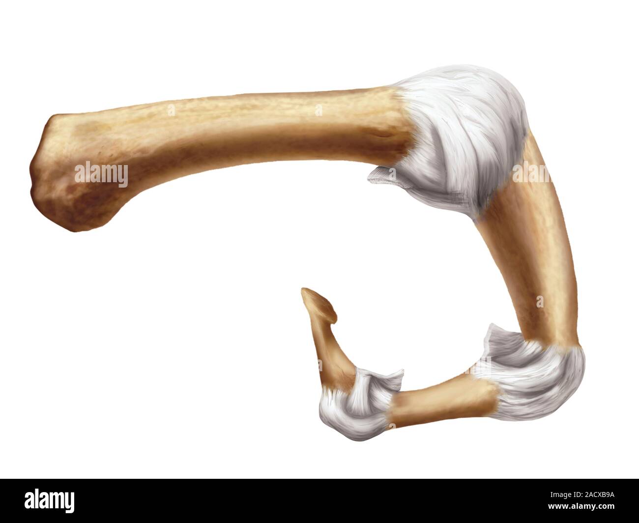 Illustration of the medial flexion of finger. This dorsal view ...