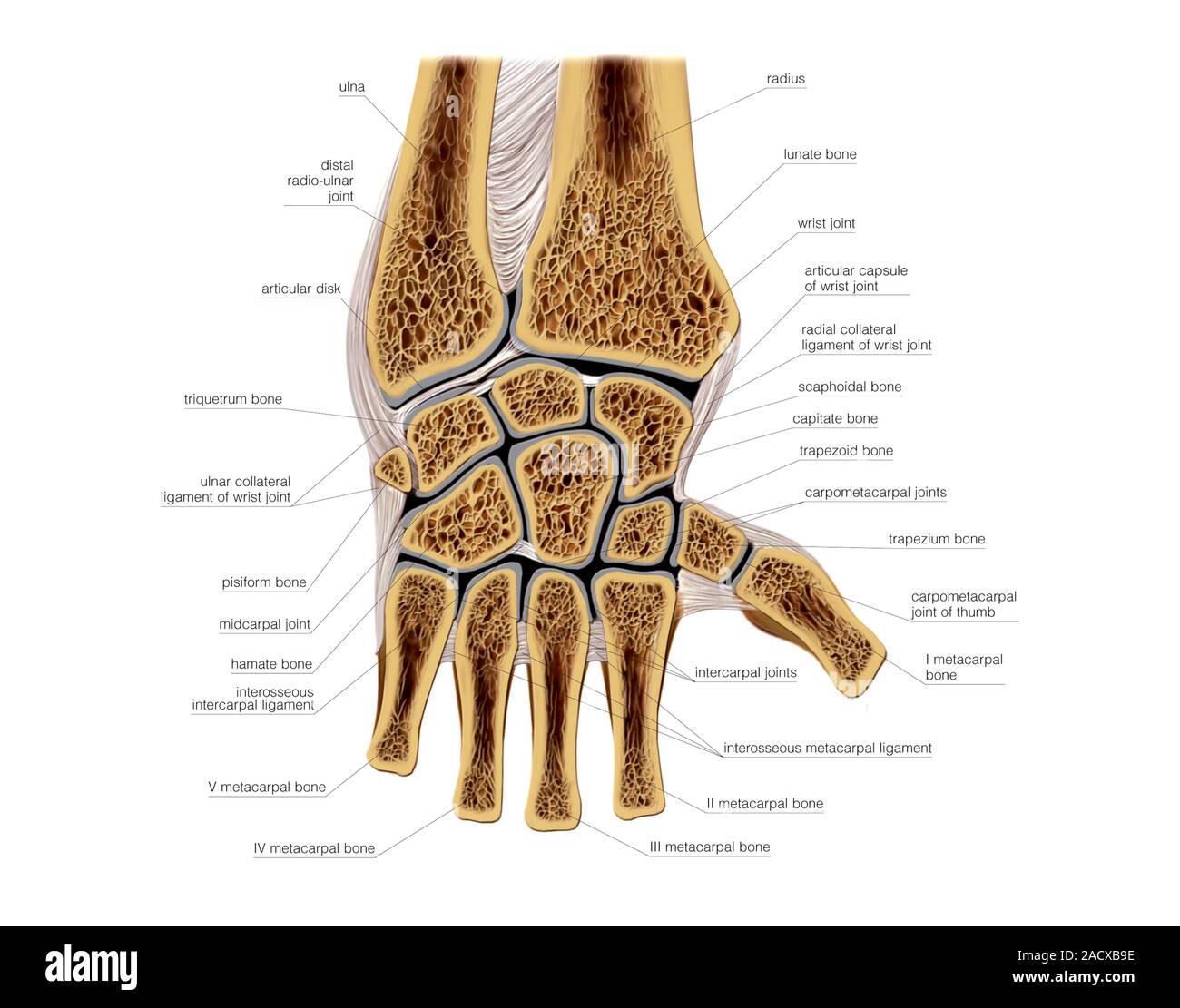 Illustration of the wrist joints. This dorsal view labelled ...