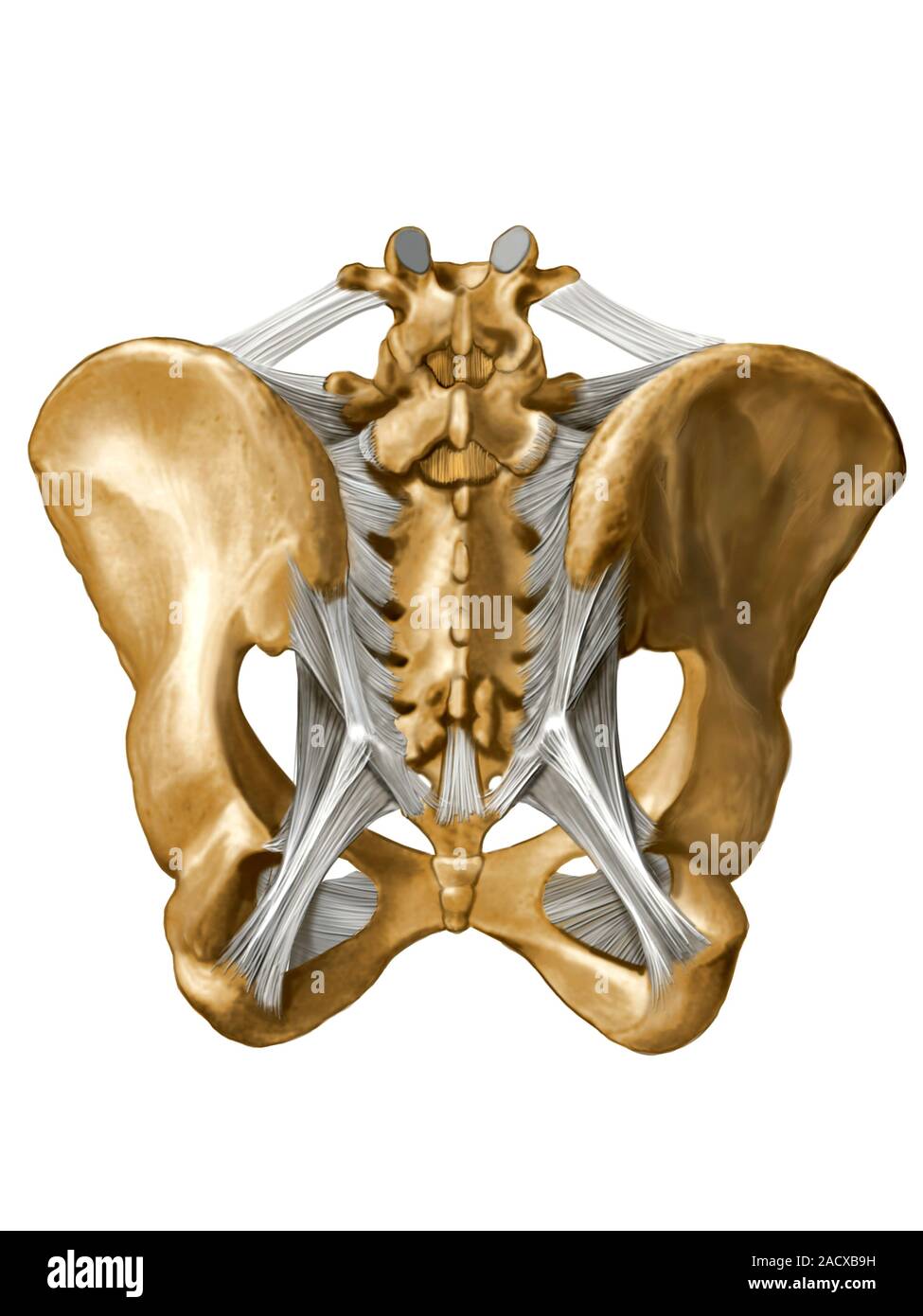 Illustration of the lumbosacral joints. This anterior view illustration ...