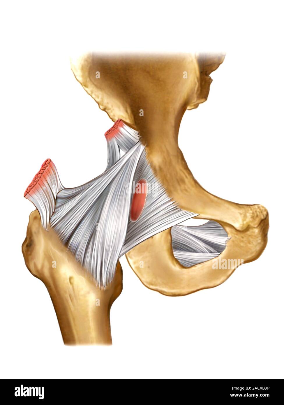 Illustration of the hip joint. This anterior view illustration is from ...