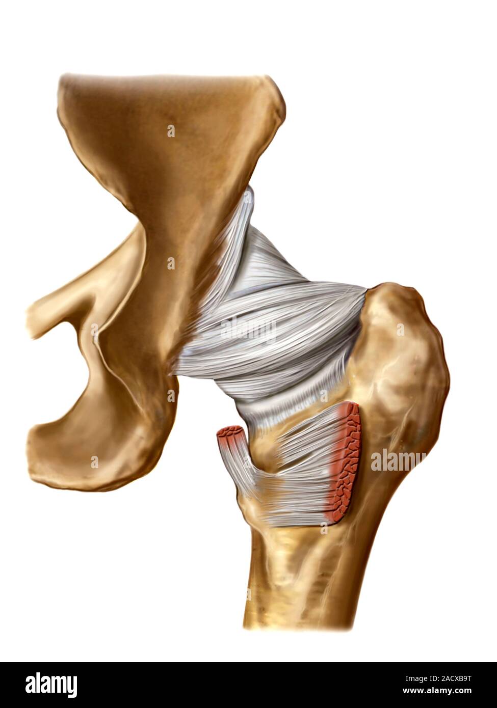 Illustration of the hip joint. This posterior view illustration is from ...