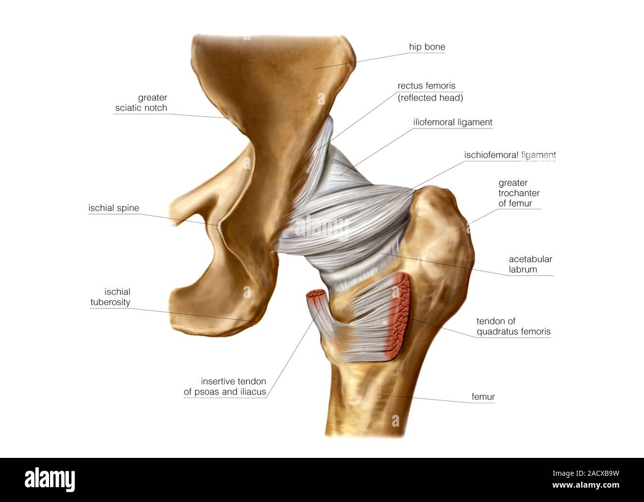 Illustration of the hip joint. This posterior view labelled illustration is from 'Asklepios ...