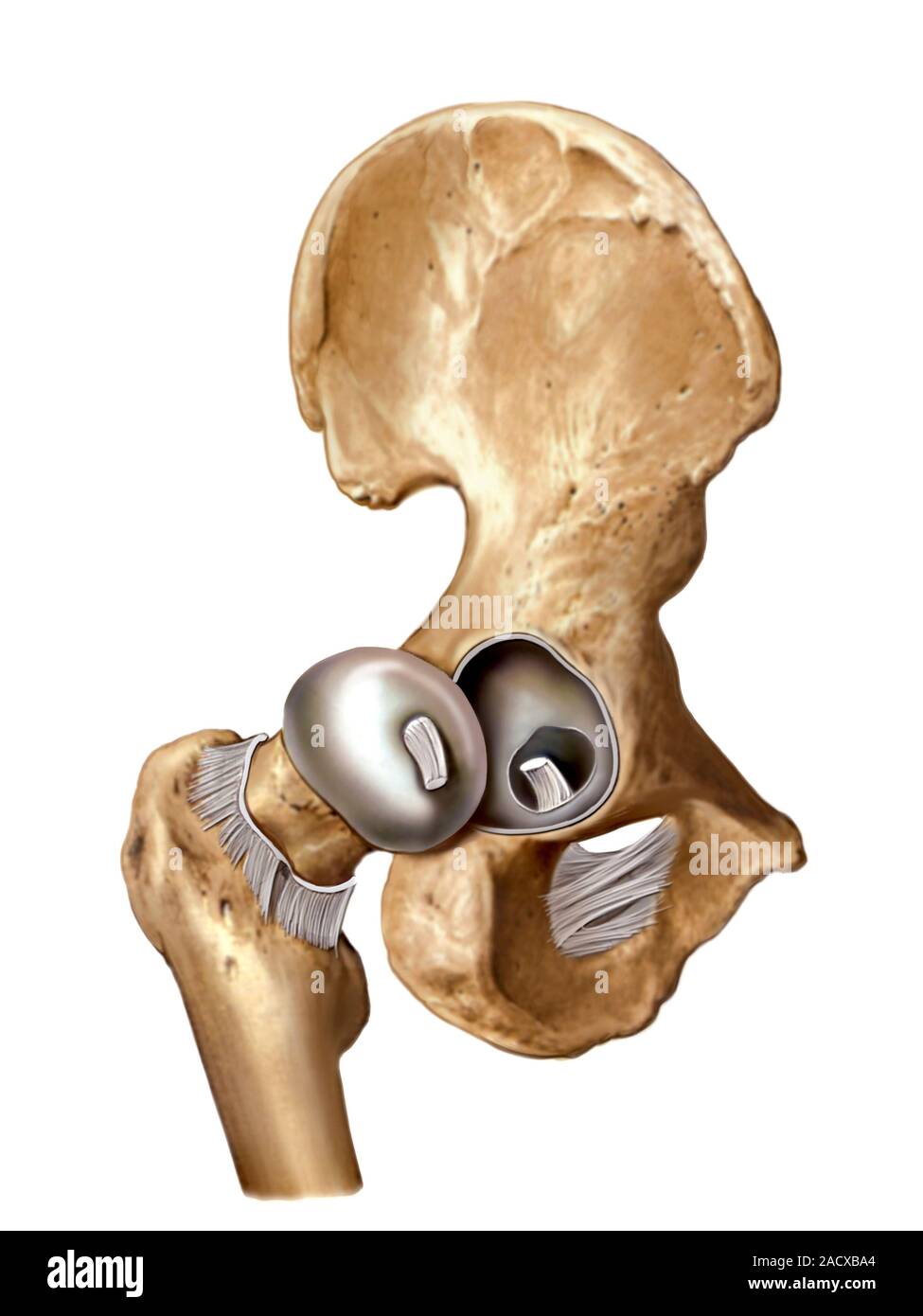 Illustration of the hip joint, open joint. This lateral view ...