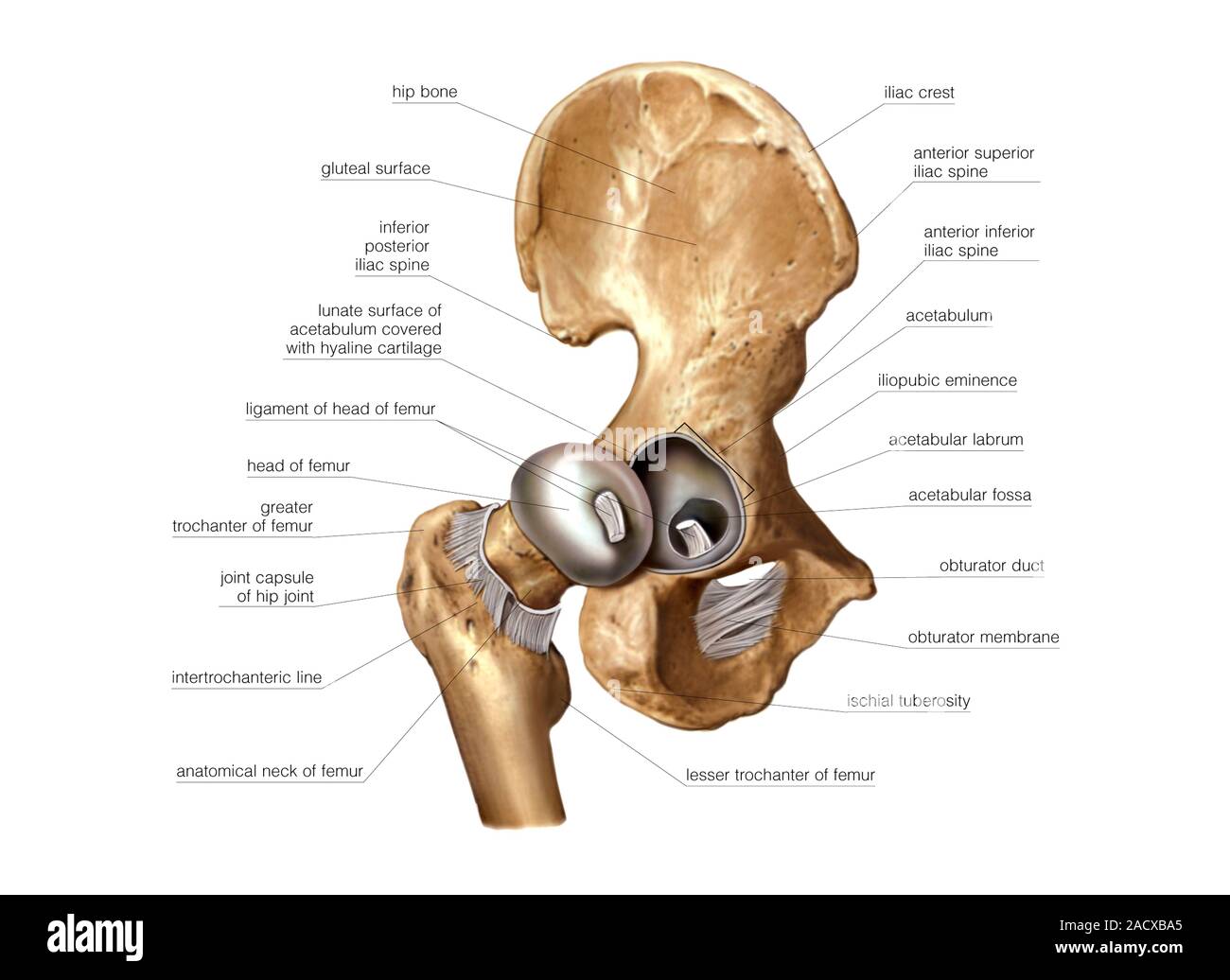 Illustration of the hip joint, open joint. This lateral view labelled ...
