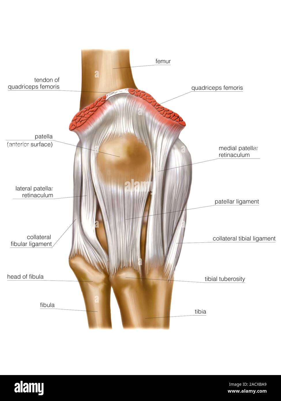 Illustration of the knee joint. This anterior view labelled ...