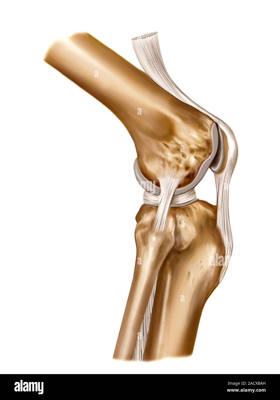 Illustration of the knee joint. This lateral view illustration is from ...