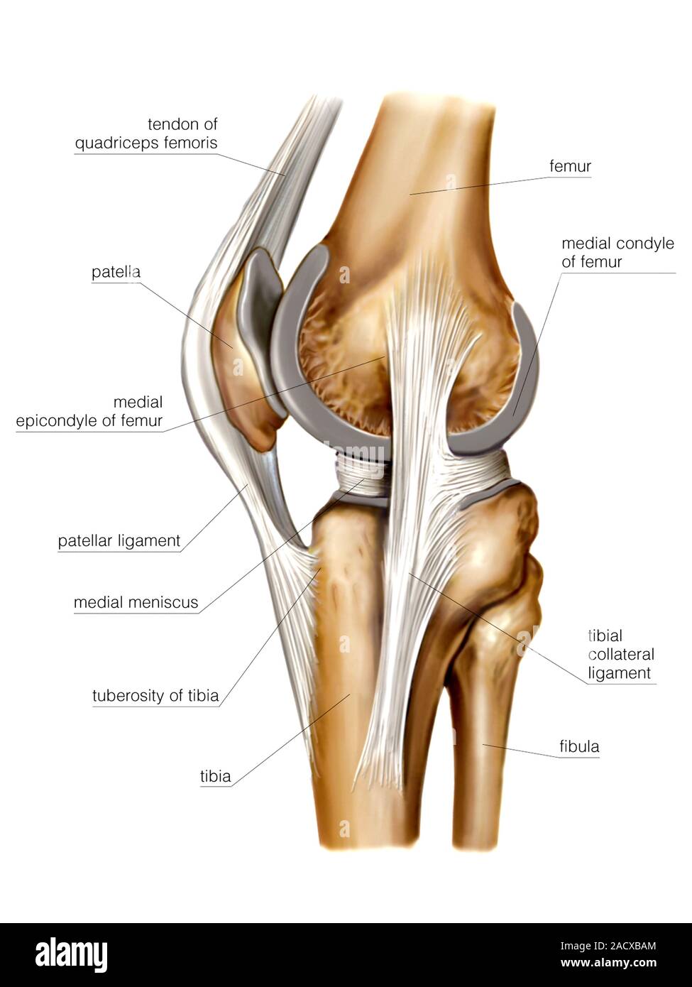 Medial Epicondyle Knee