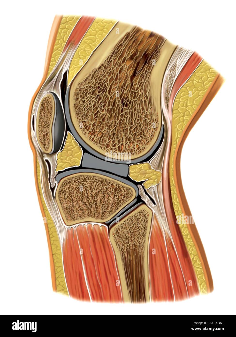 Illustration of the knee joint. This lateral view illustration is from ...