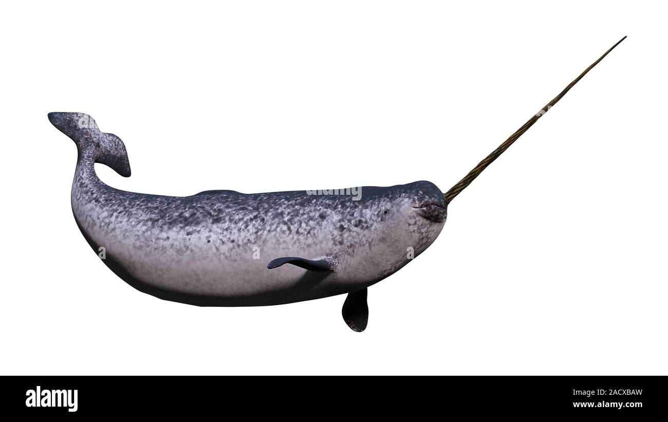 Narwhal hi-res stock photography and images - Alamy