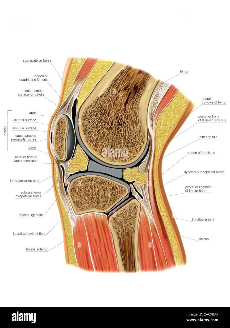 Illustration of the knee joint. This lateral view labelled illustration ...