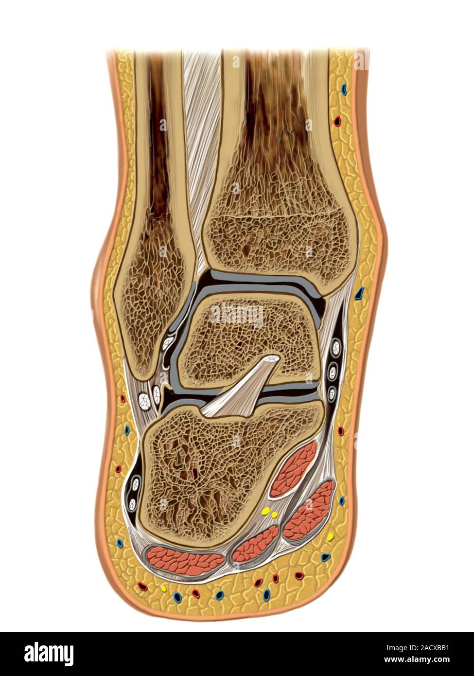 Illustration of the ankle joint. This frontal section, posterior view ...