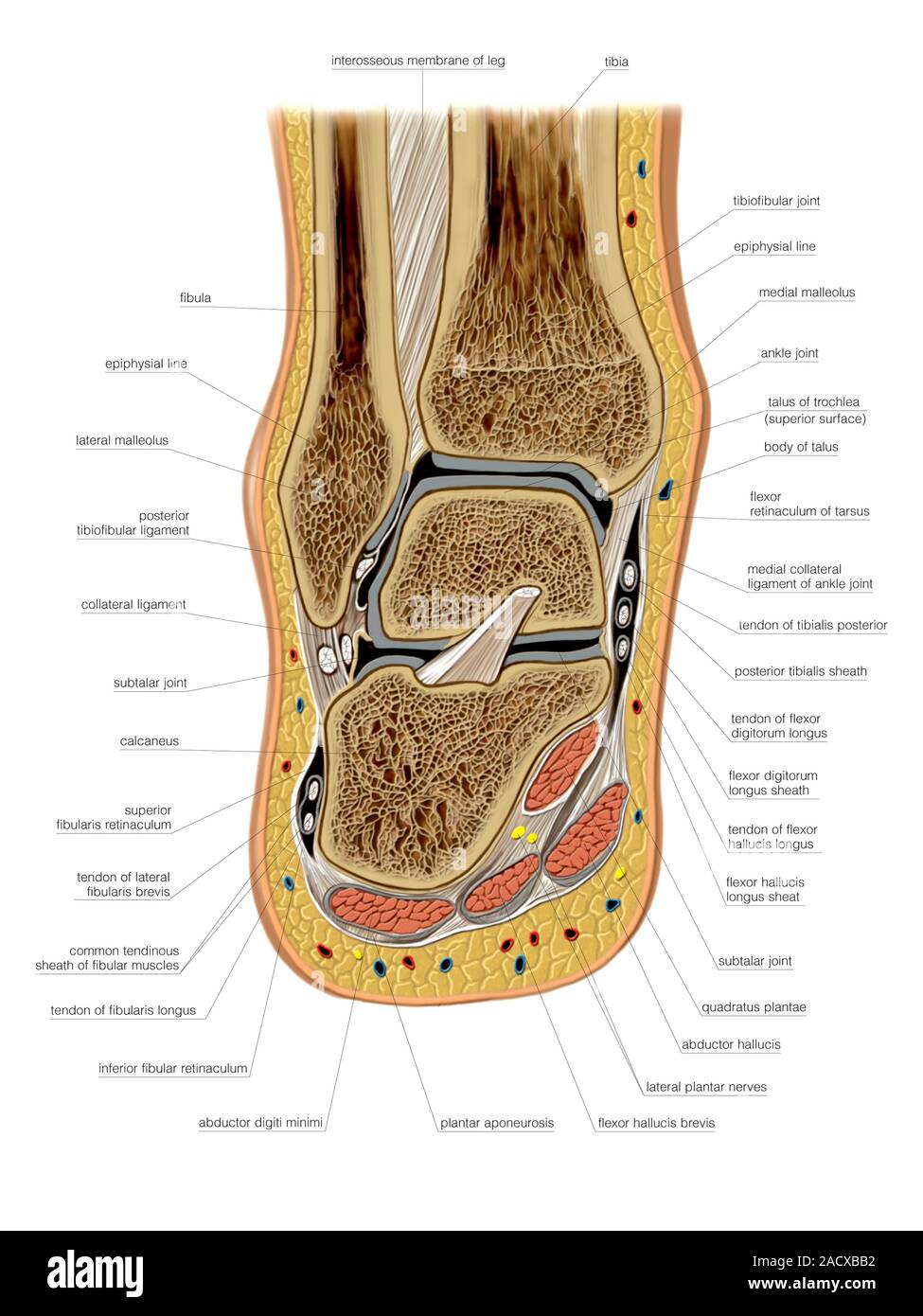 Illustration of the ankle joint. This frontal section, posterior view ...