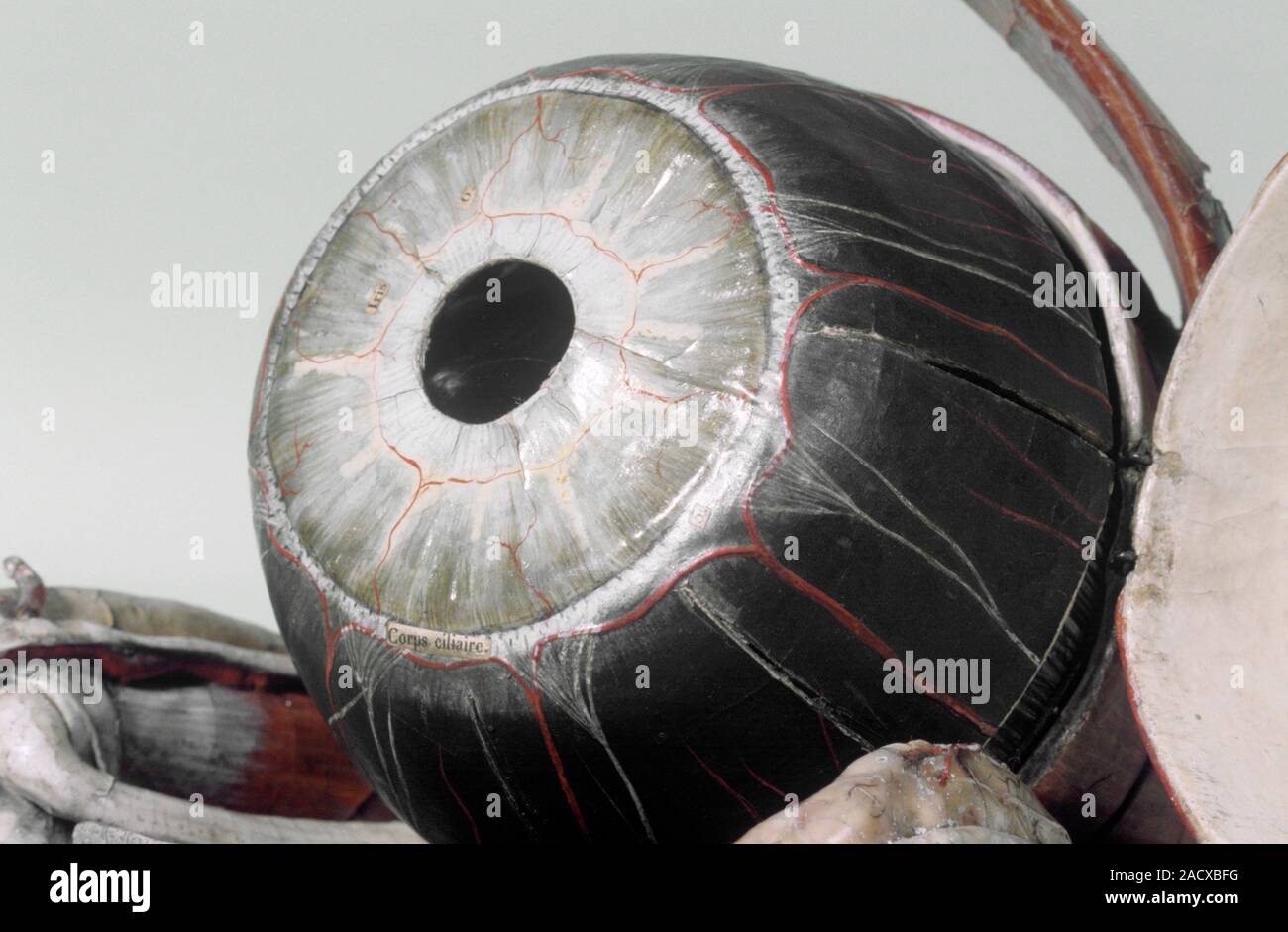 Model eye made from plaster, close up. This was used as a teaching aid ...