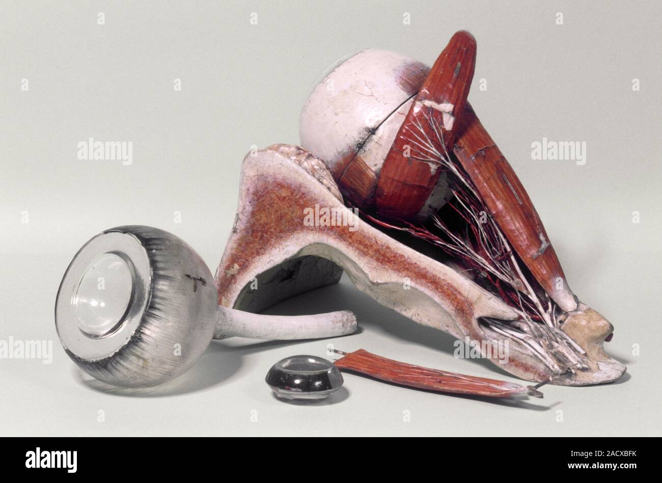 Model eye made from plaster. This was used as a teaching aid for ...
