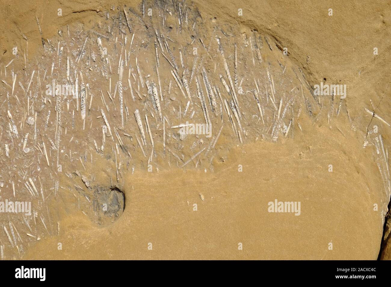 Ocean fossils hi-res stock photography and images - Alamy