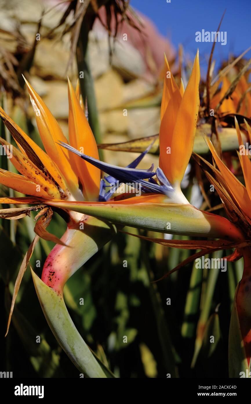 Parrot flower hi-res stock photography and images - Alamy