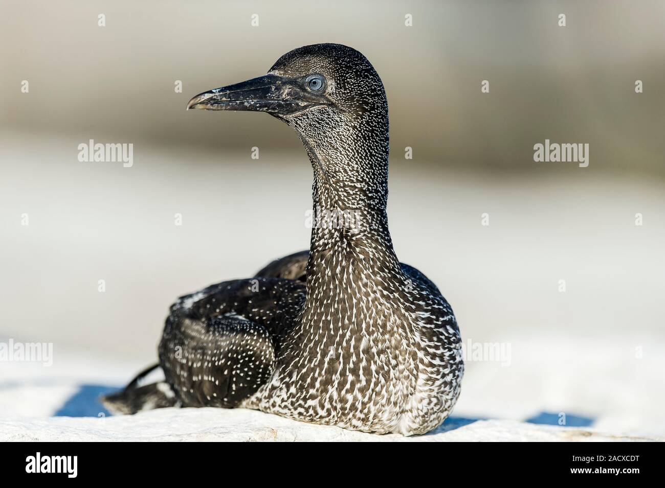 Portrait of a juvenile Cape Gannet (Morus capensis). Photographed at ...