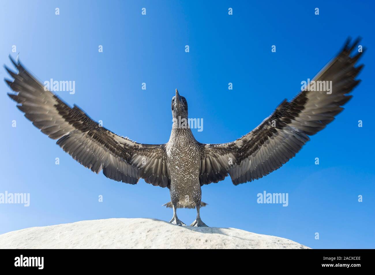 Juvenile Cape Gannet (Morus capensis) flapping its wings in preparation ...
