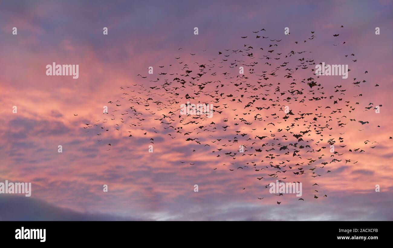 large group of flying foxes, mega bats in the sky Stock Photo - Alamy