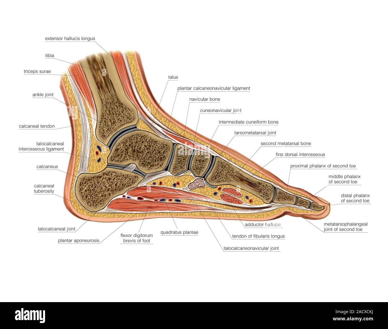 Illustration of the foot joints. This lateral section labelled ...