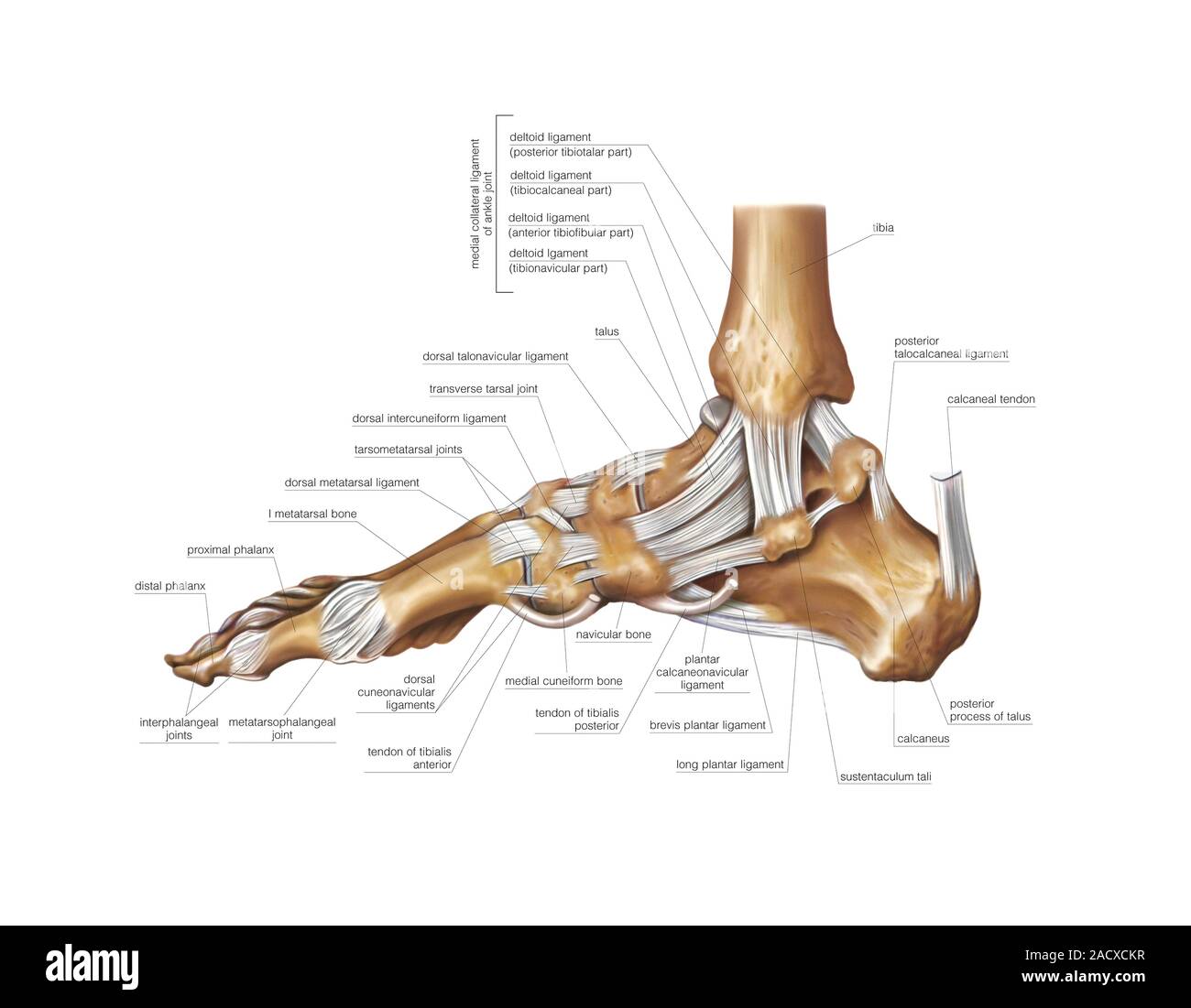 Illustration of the foot joints. This medial view labelled illustration ...