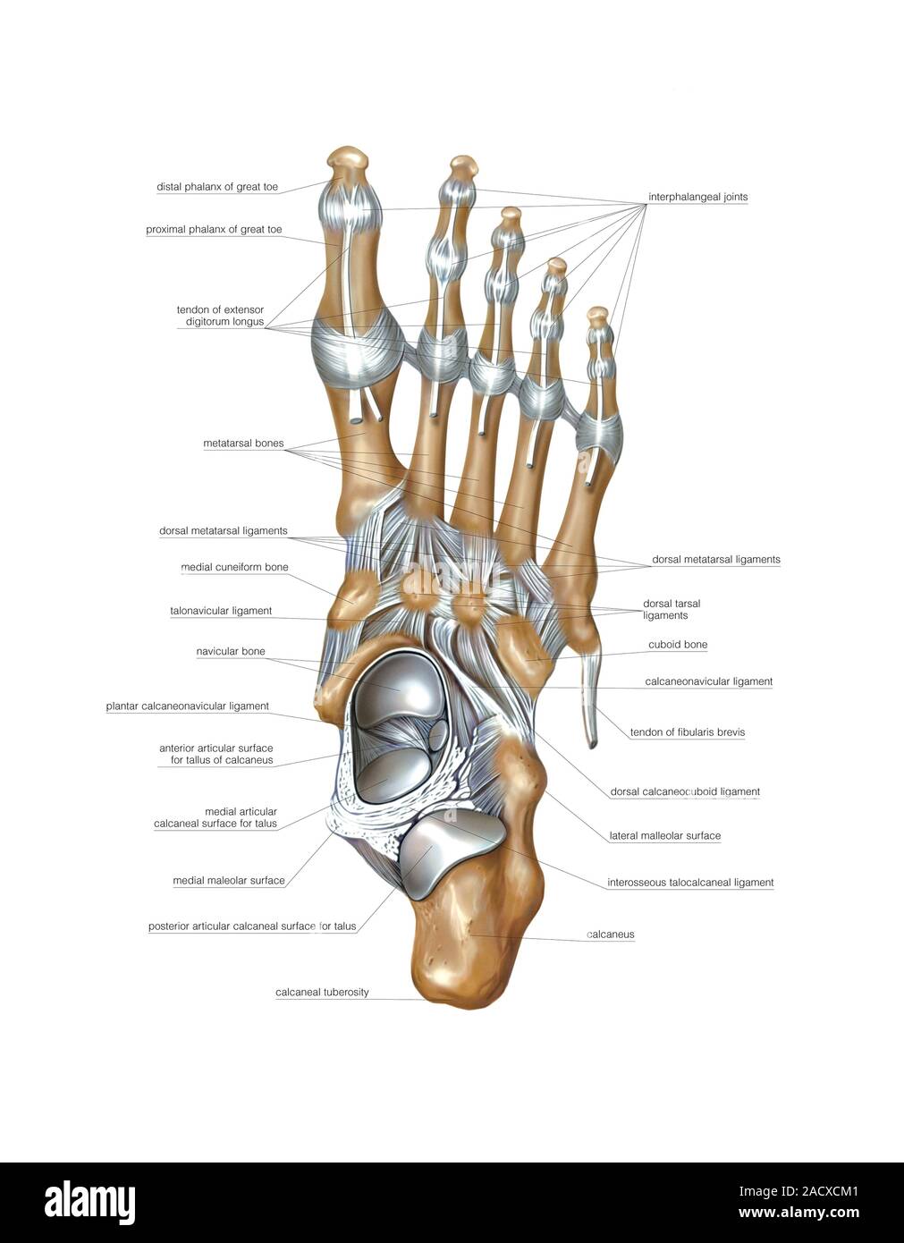 Dorsal Foot Anatomy Joints Joints Joints Of The Foot Subtalar Dorsal Foot Anatomy Joints Joints Joints Of The Foot Subtalar