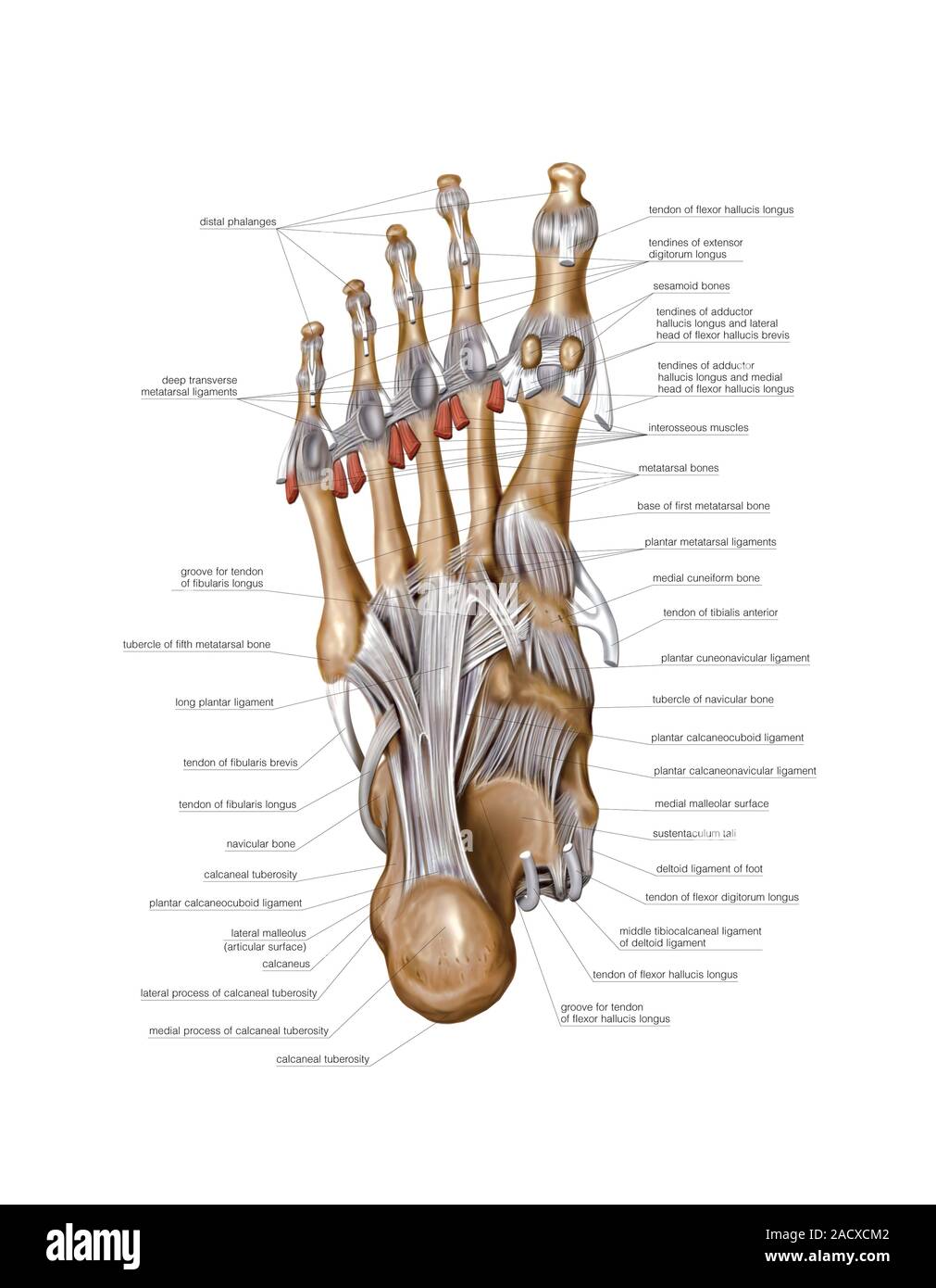 Illustration of the foot joints. This plantar view labelled ...