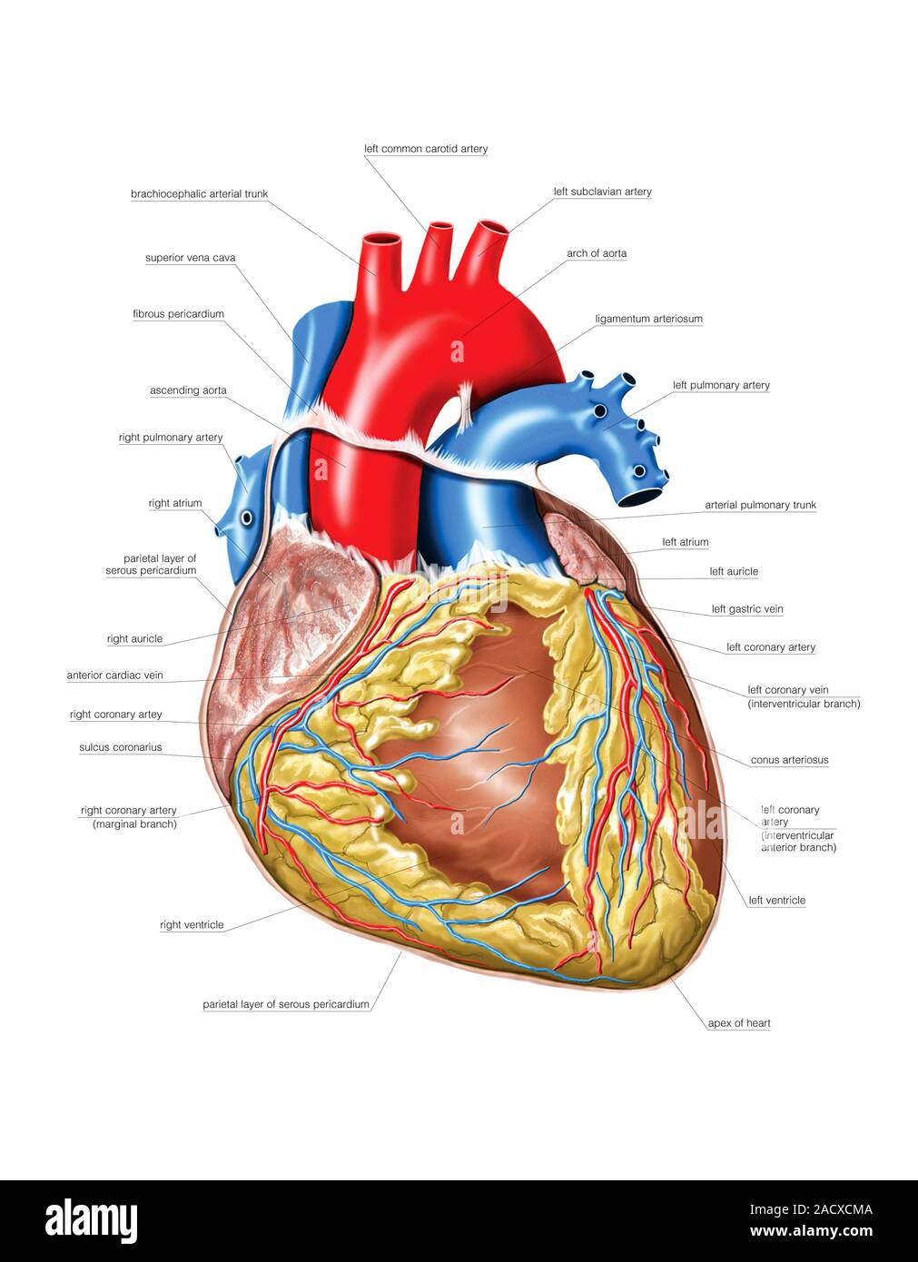 Illustration of the Heart. This anterior view labelled illustration is ...