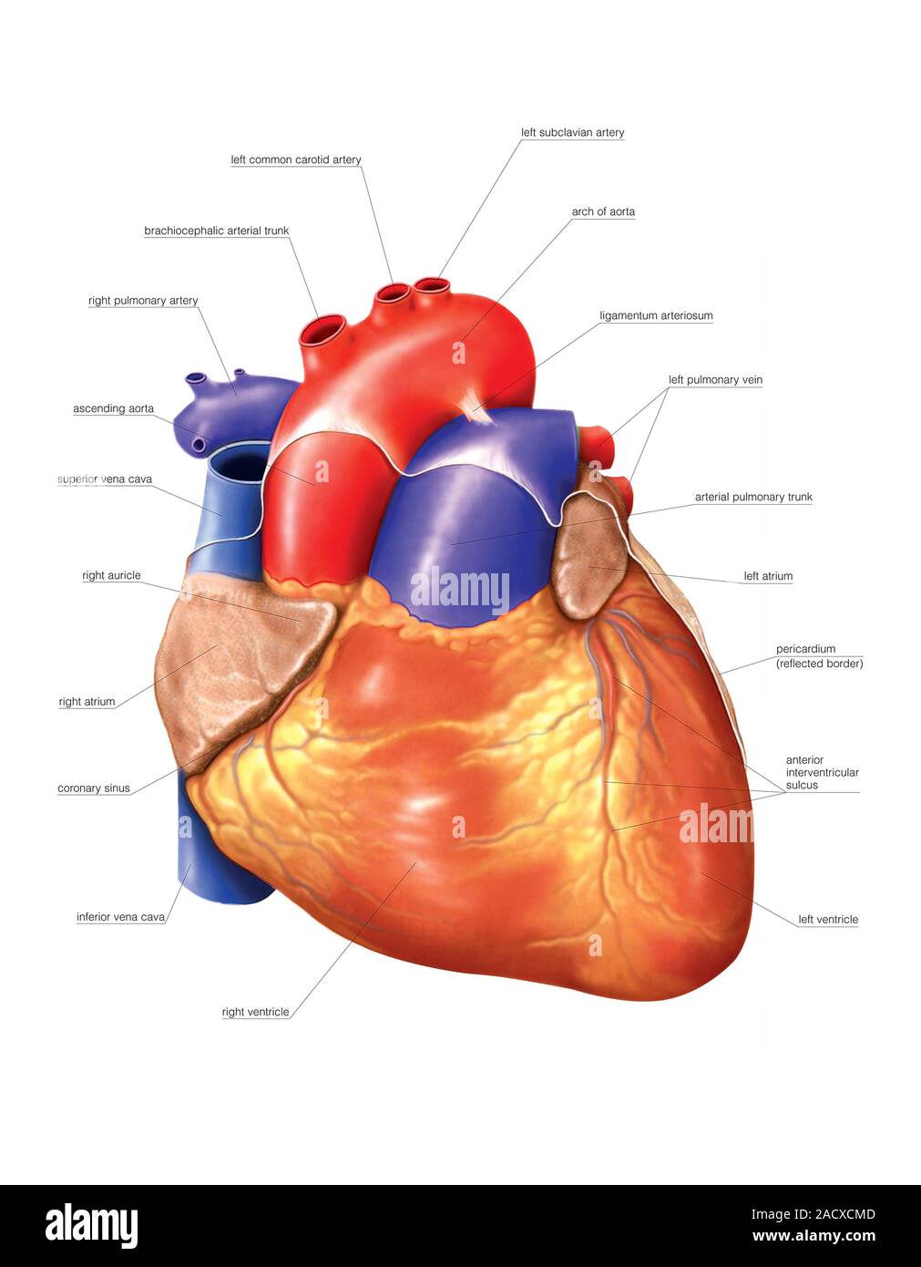 Illustration of the Heart. This posterior view labelled illustration is ...
