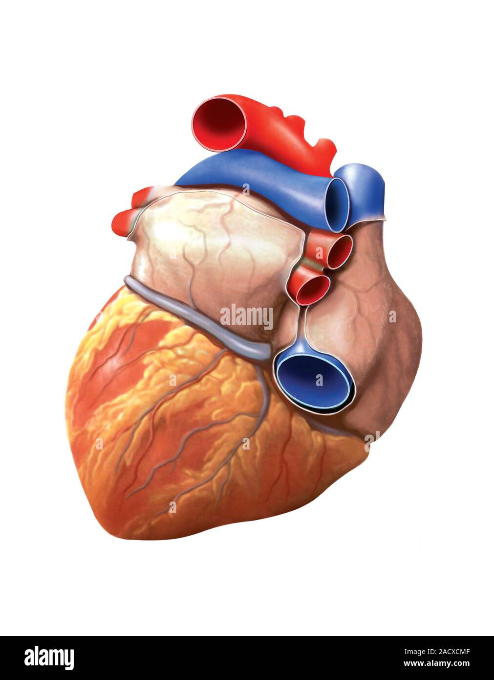 Illustration of the Heart. This posterior view illustration is from ...