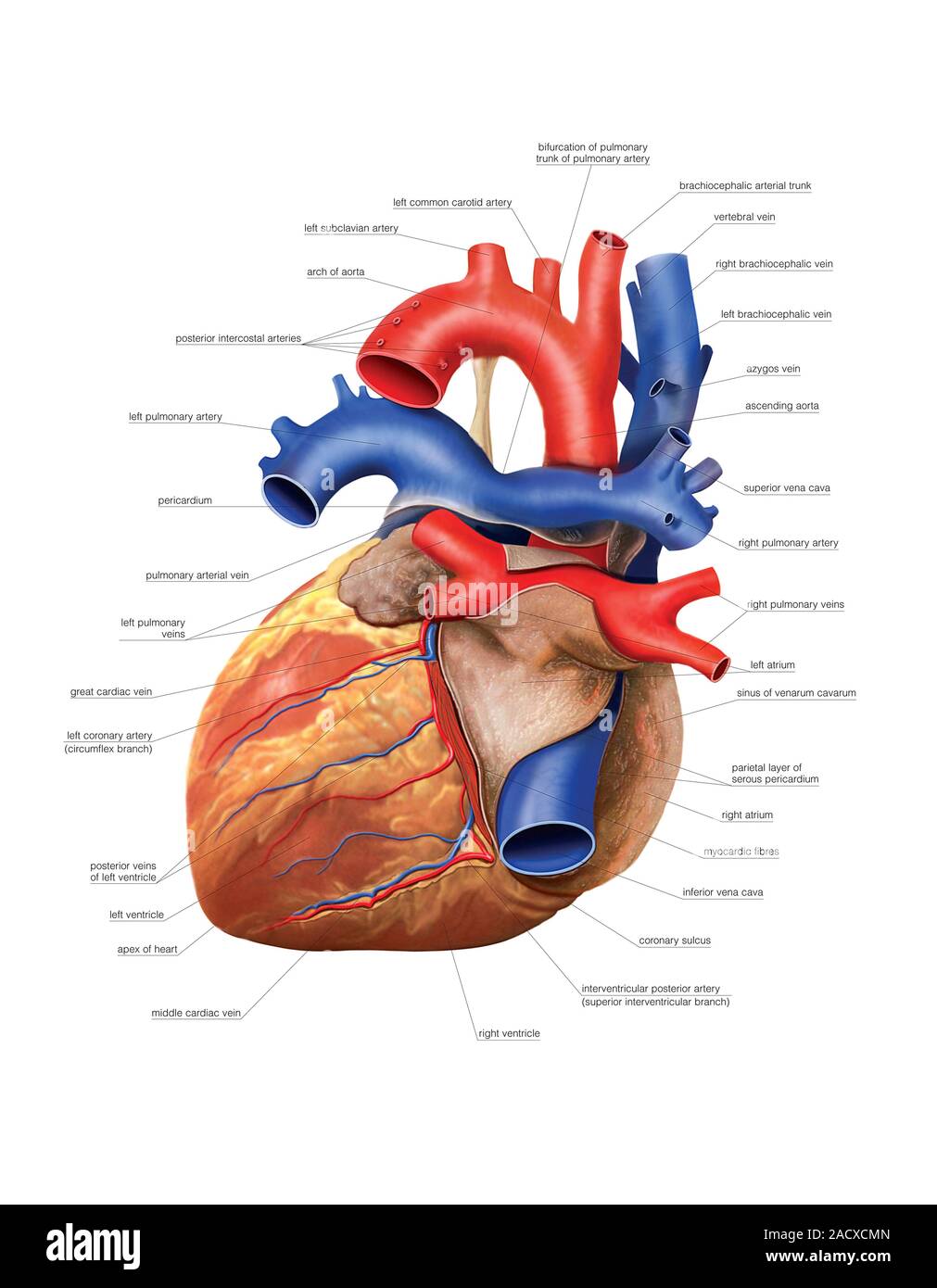 Illustration of the Heart. This posterior inferior view labelled ...