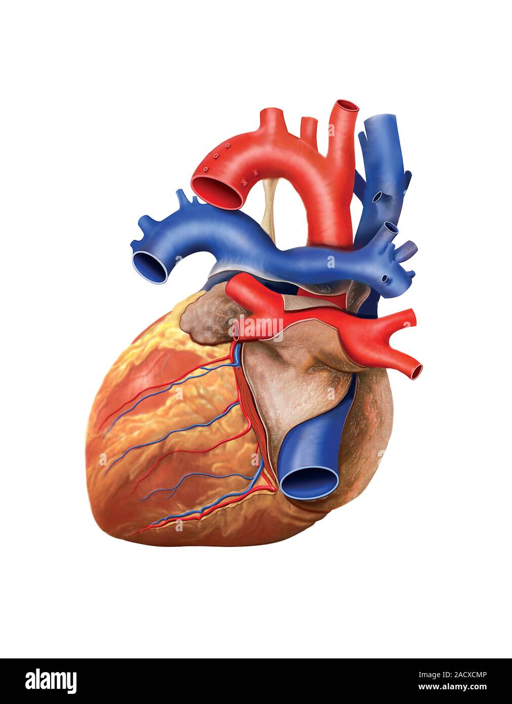 Illustration of the Heart. This posterior inferior view illustration is ...