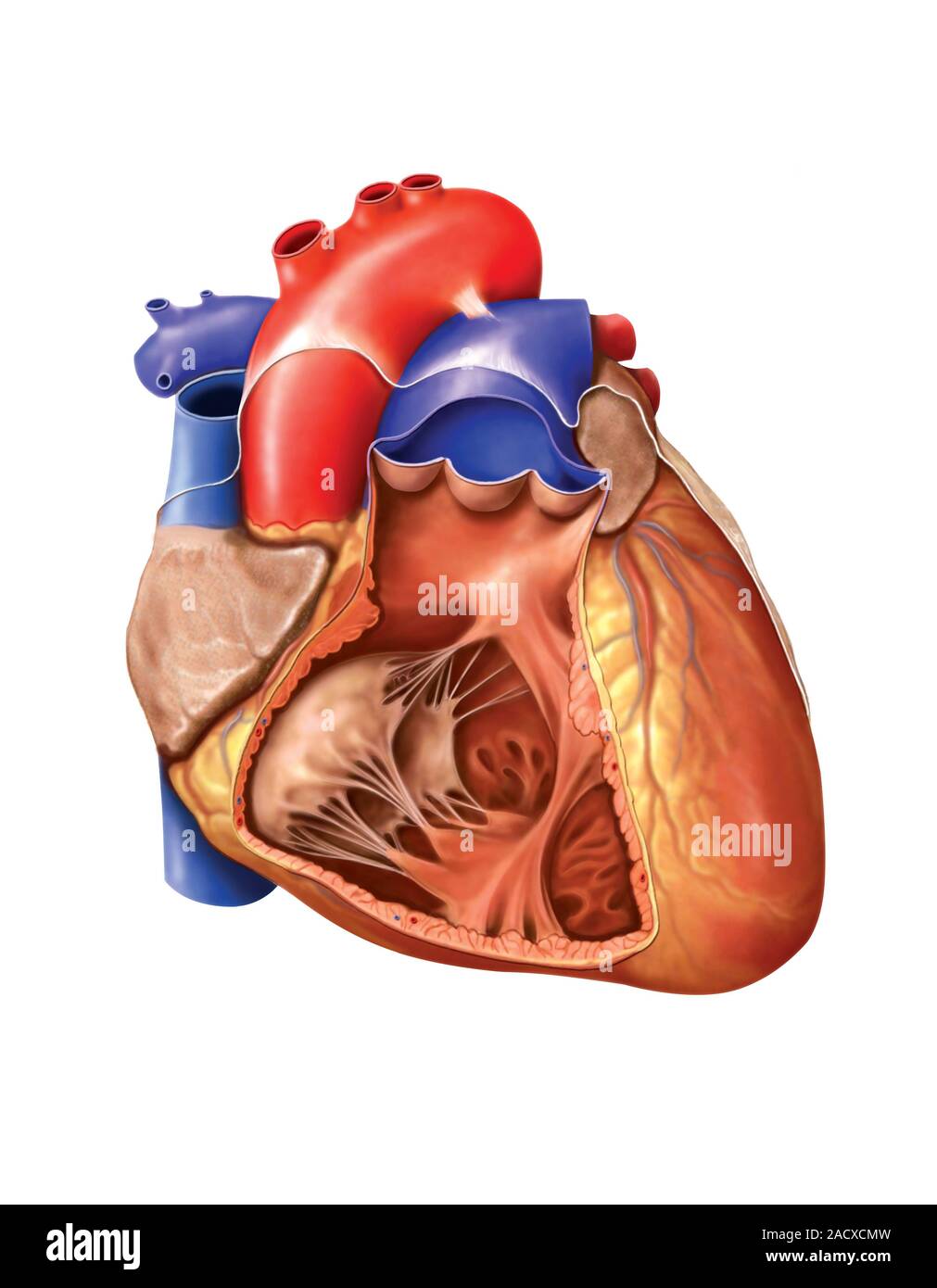 Illustration of the Heart and the right ventricle. This anterior view ...