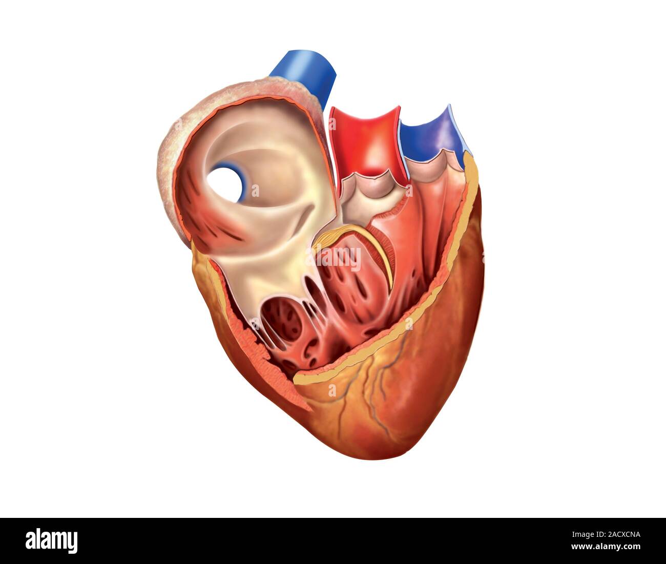 Illustration of the Heart and right atrium and ventricle. This anterior ...