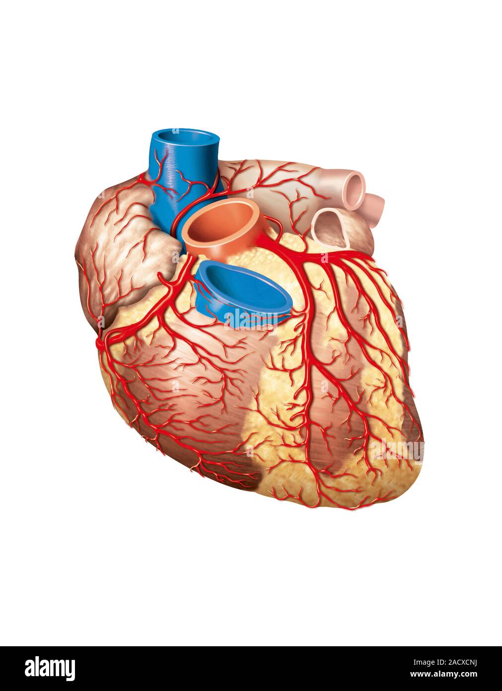 Illustration of the Heart and left coronary artery. This anterior view ...