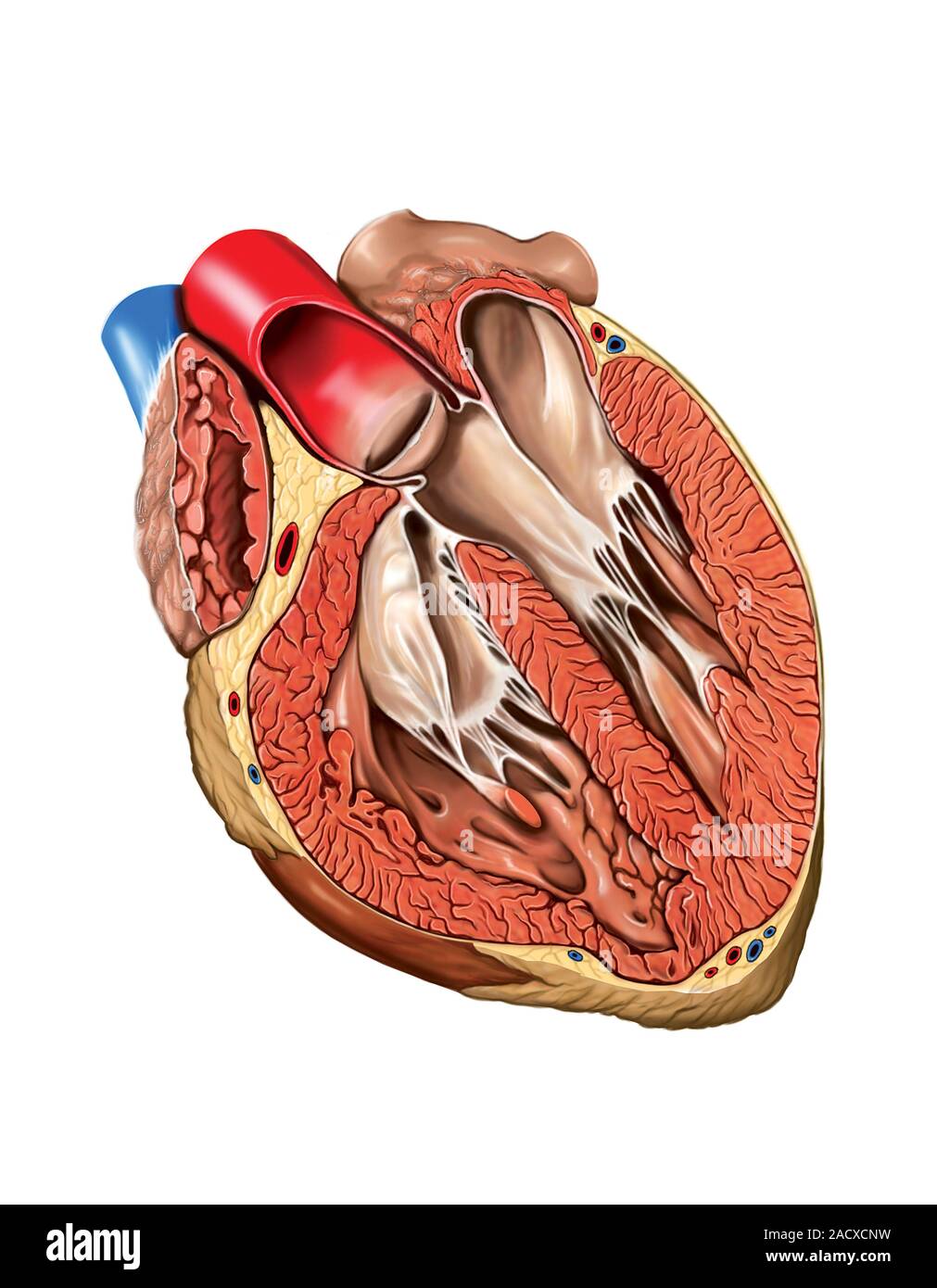 Illustration of the internal view of the Heart. This view illustration ...
