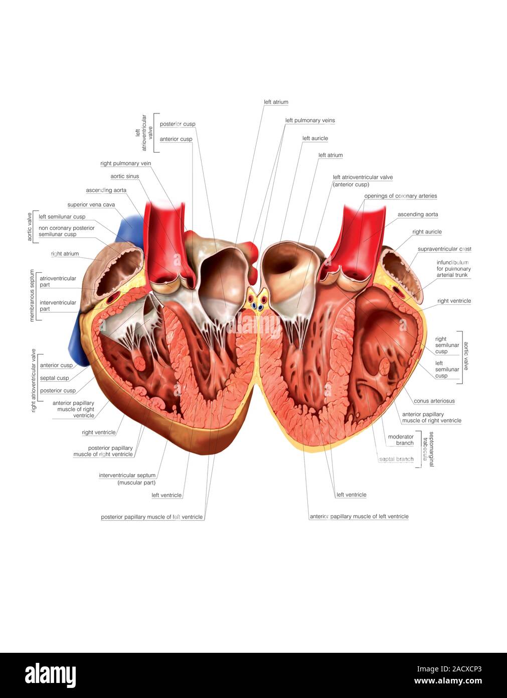 Illustration of the internal view of the Heart. This view labelled ...