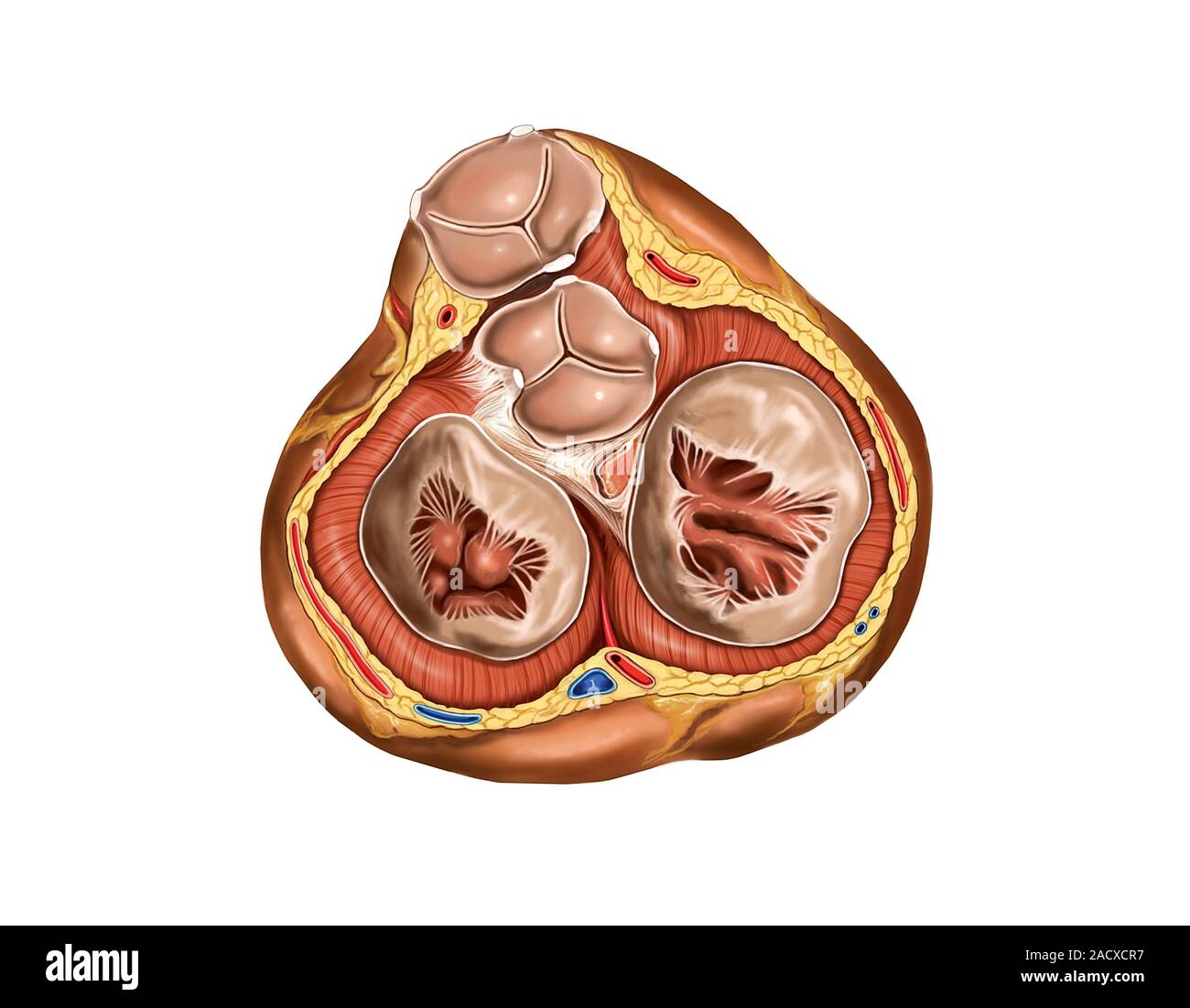 Illustration of the cardiac valves in diastole This superior view ...