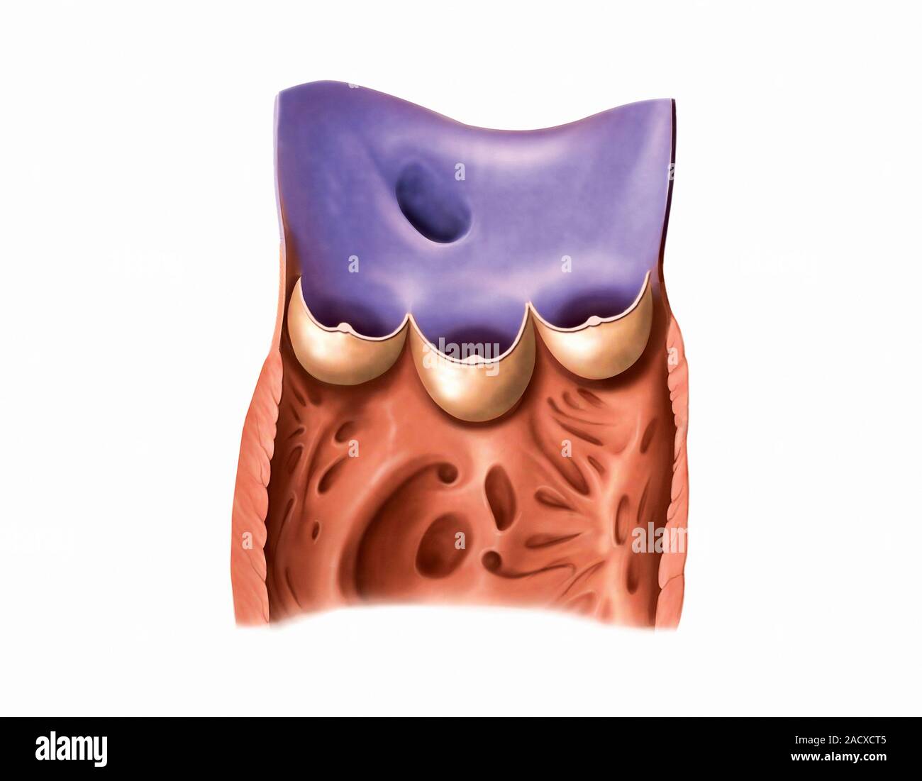 Illustration of the Pulmonary Trunk valves. This view illustration is ...