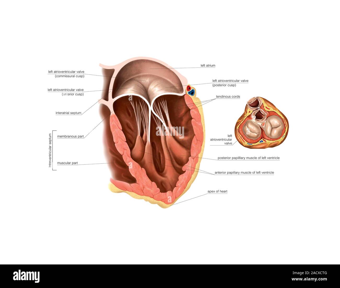 Illustration of the left atrioventricular valve. This view labelled ...