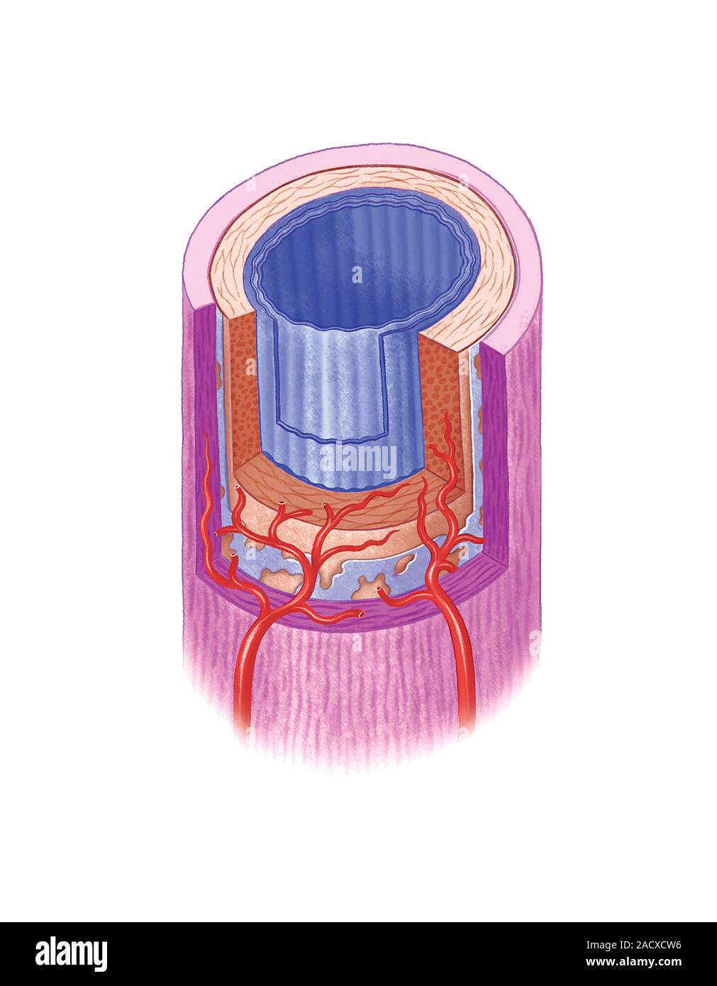 Illustration of muscular artery. This view illustration is from ...
