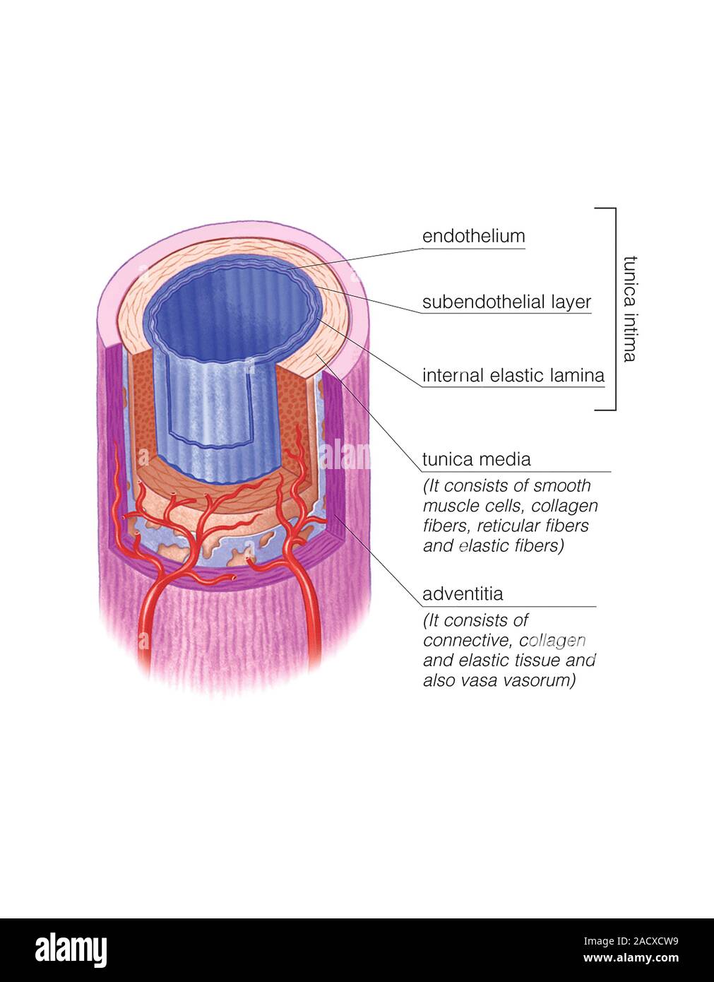 Illustration of muscular artery. This view labelled illustration is ...