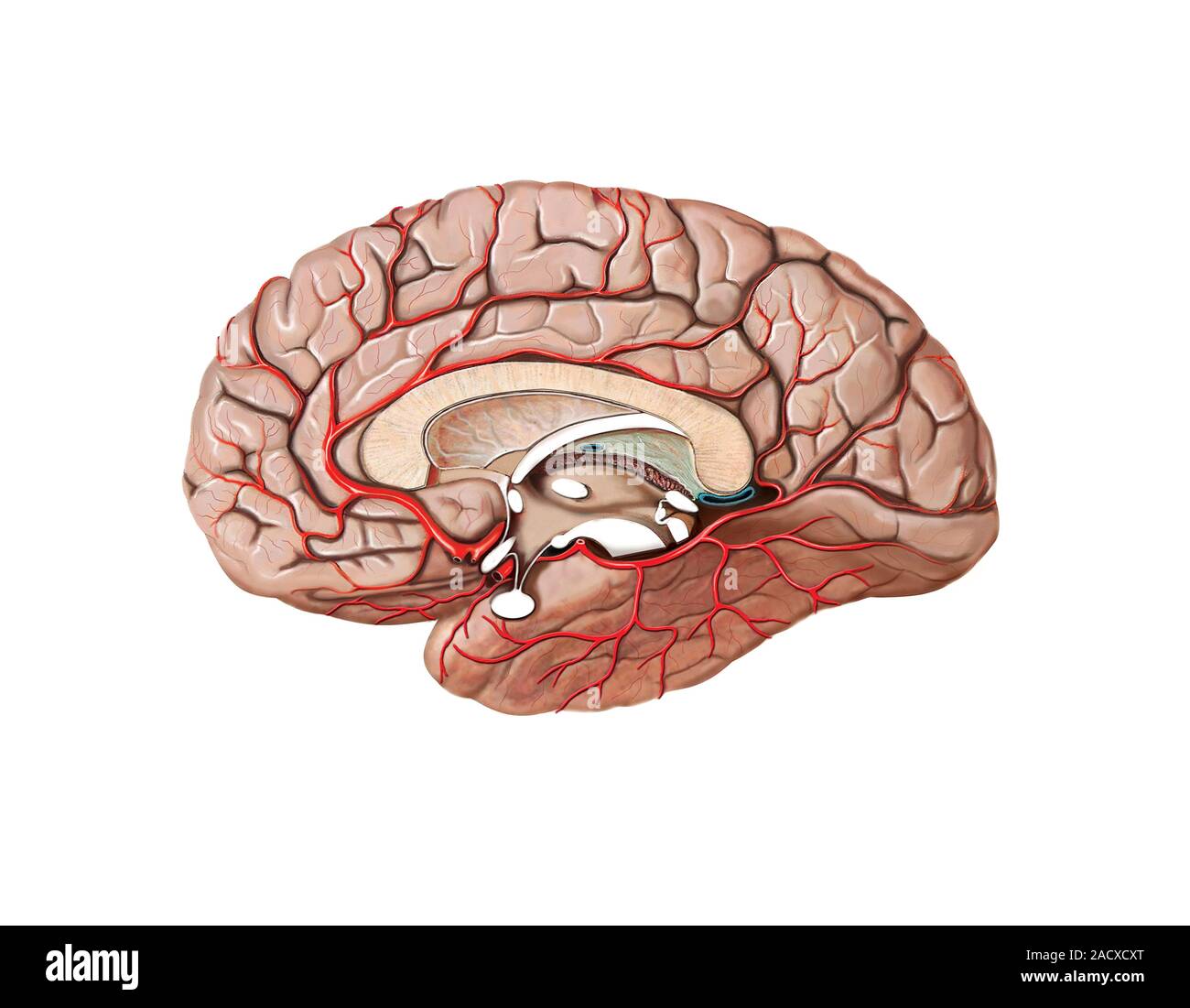 Illustration of the Arterial System of the Brain. This medial view ...