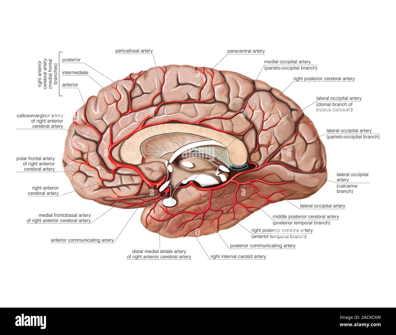 Illustration of the Arterial System of the Brain. This medial view ...