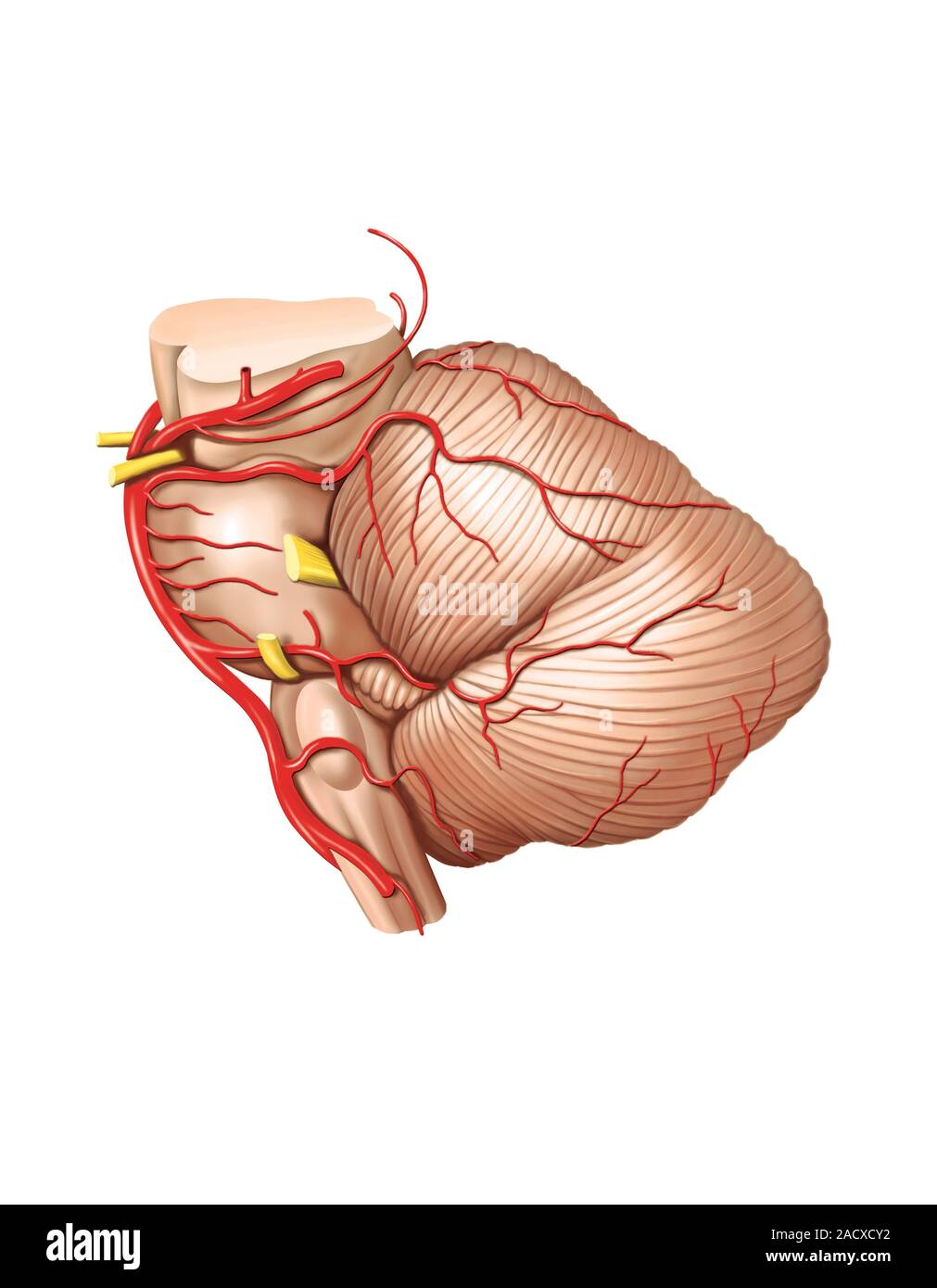 Illustration of the Arterial System of the Brain, cranial fossa. This ...