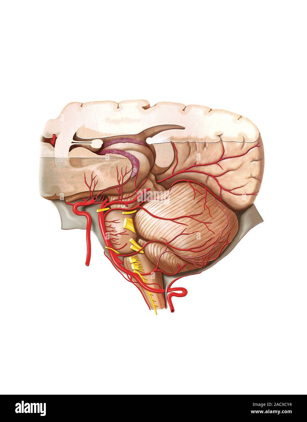 Illustration of the Arterial System of the Brain, cranial fossa. This ...