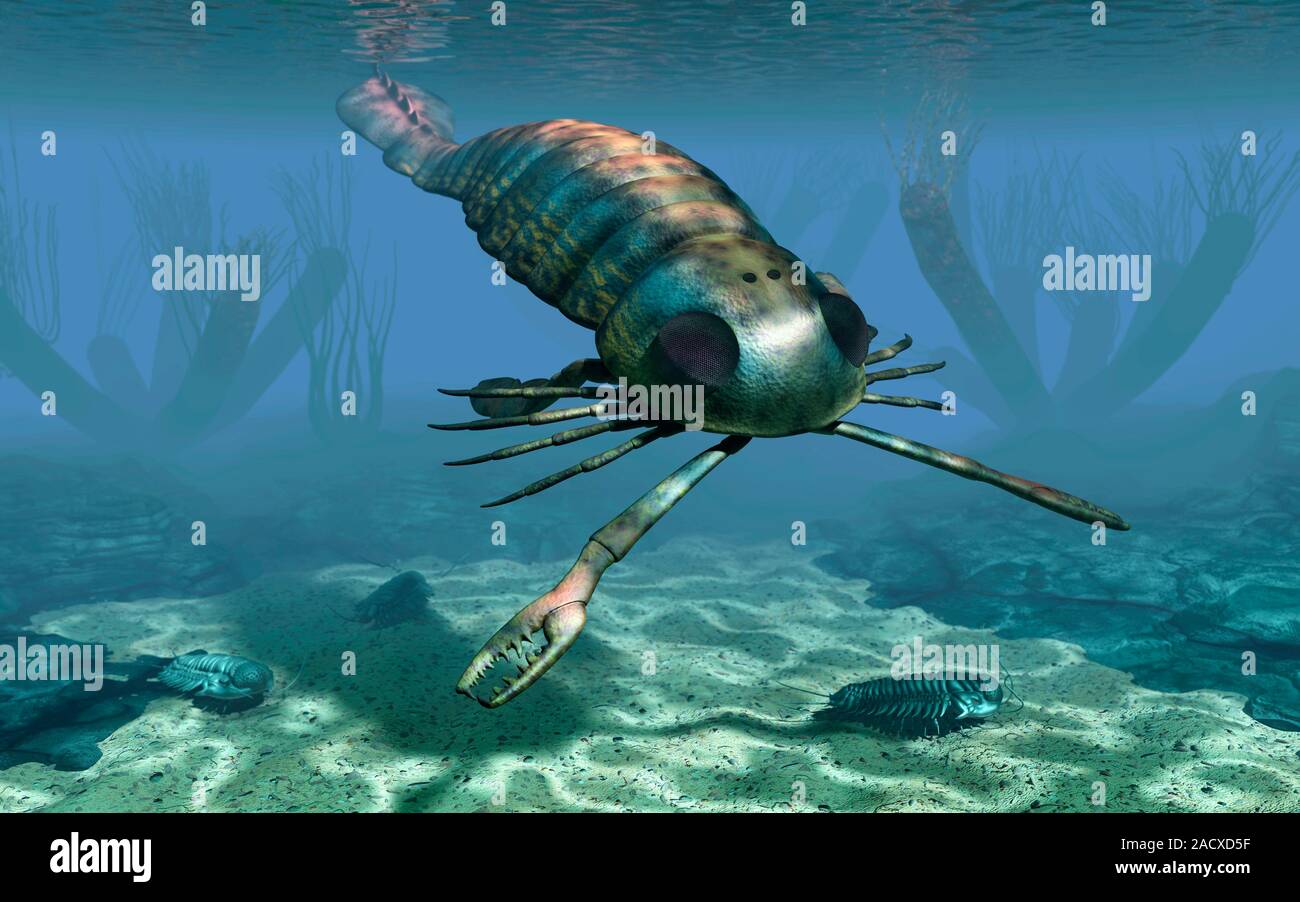 Artwork of a marine arthropod of the genus Pterygotus as it may have ...