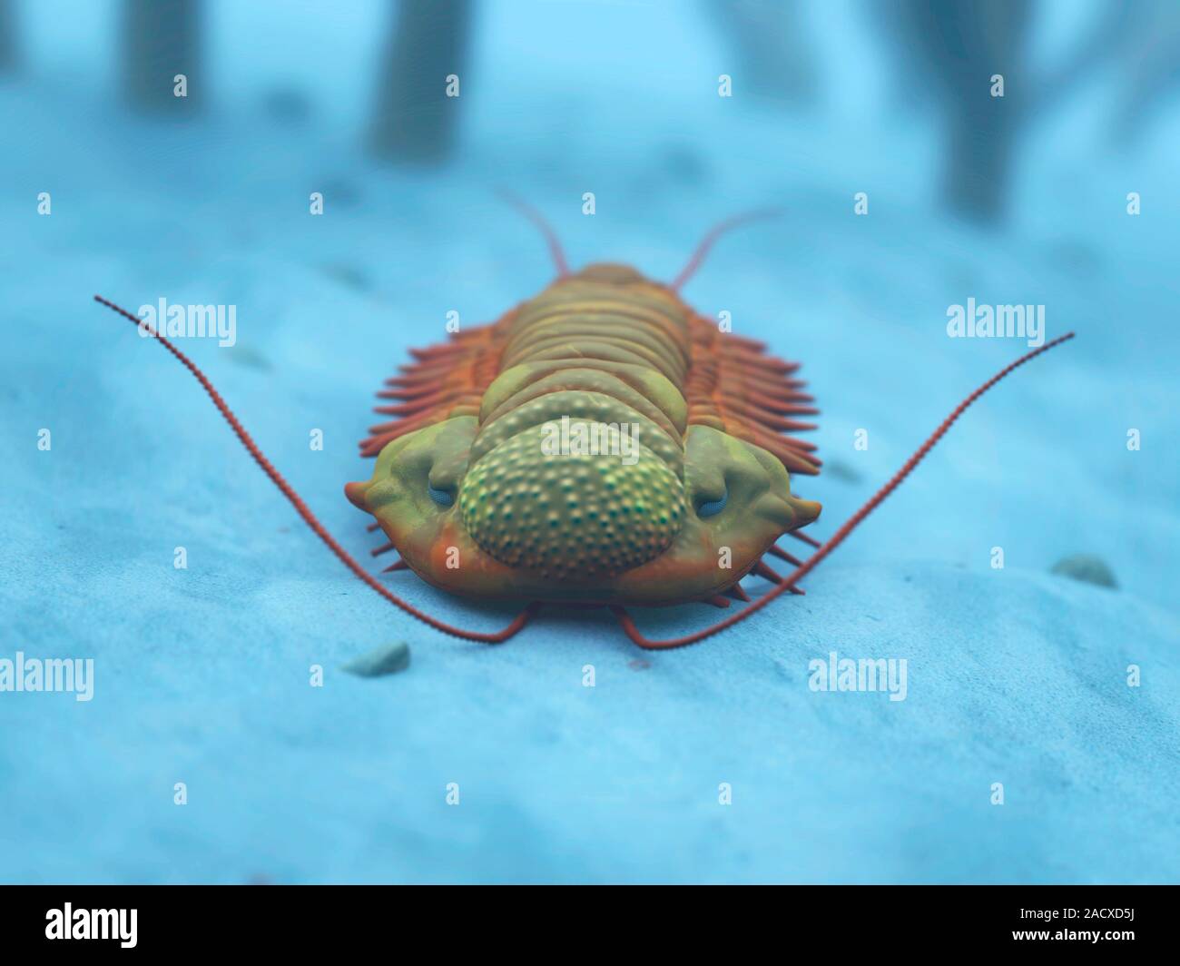 Artwork of the close-up of the face, eyes and antennae of a trilobite ...